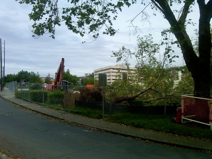 Seattle Tightens Regulations on Tree Service Providers » The Urbanist