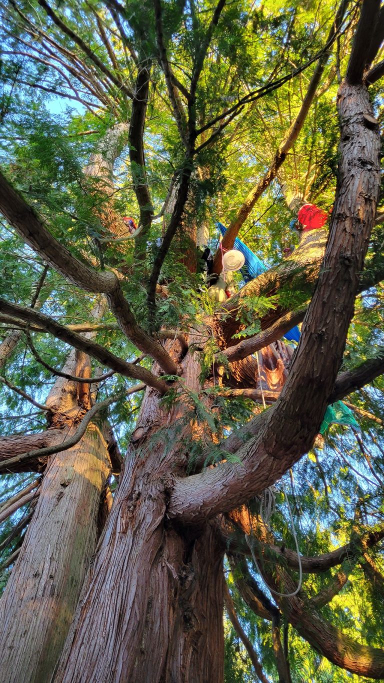 Op-Ed: Save Luma the Giant Cedar from Redevelopment » The Urbanist