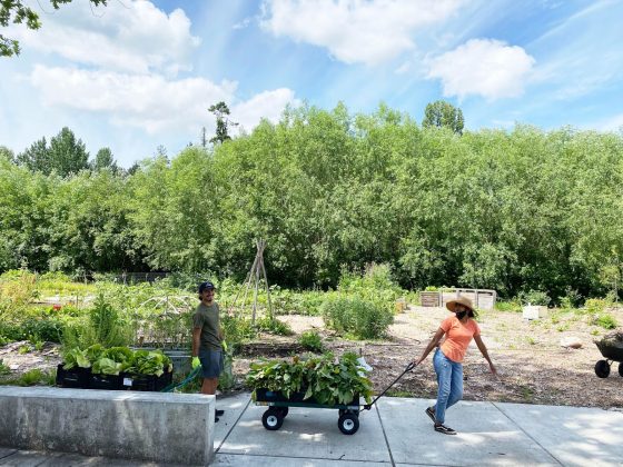 Urbanism 101: How Urban Agriculture Can Boost Food Security » The Urbanist